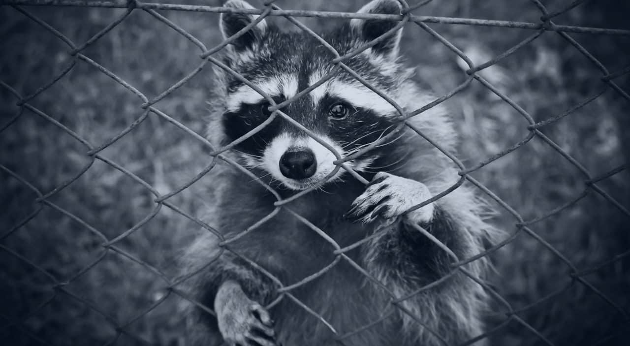 Animal Capture - Delta Extermination