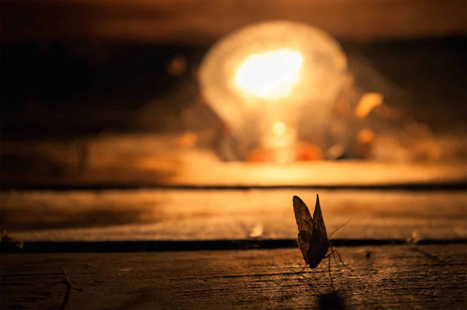 Why are insects attracted to light? - Delta Extermination